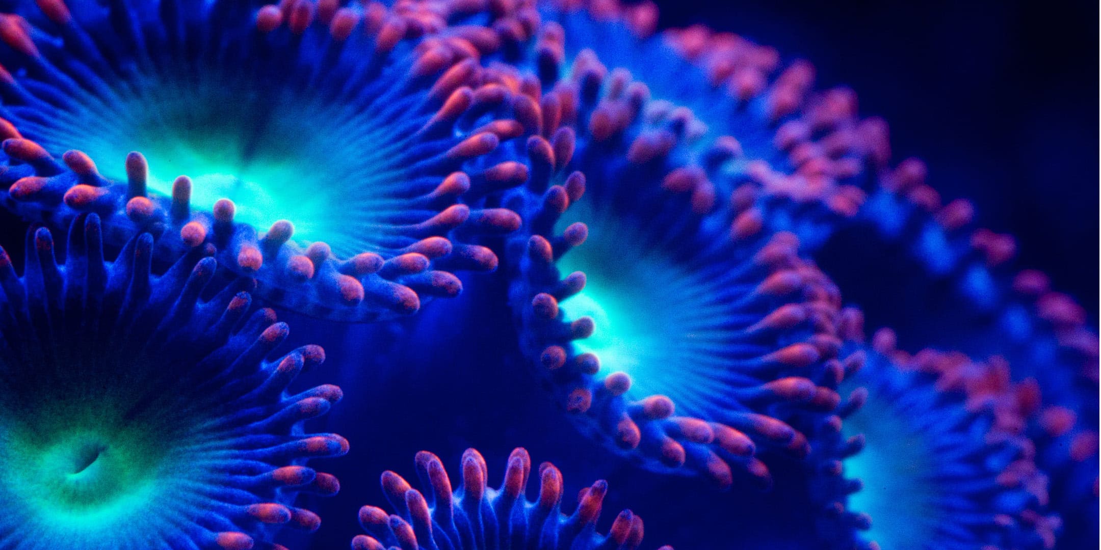 Premium coral food | For reef aquariums full of colourful splendour